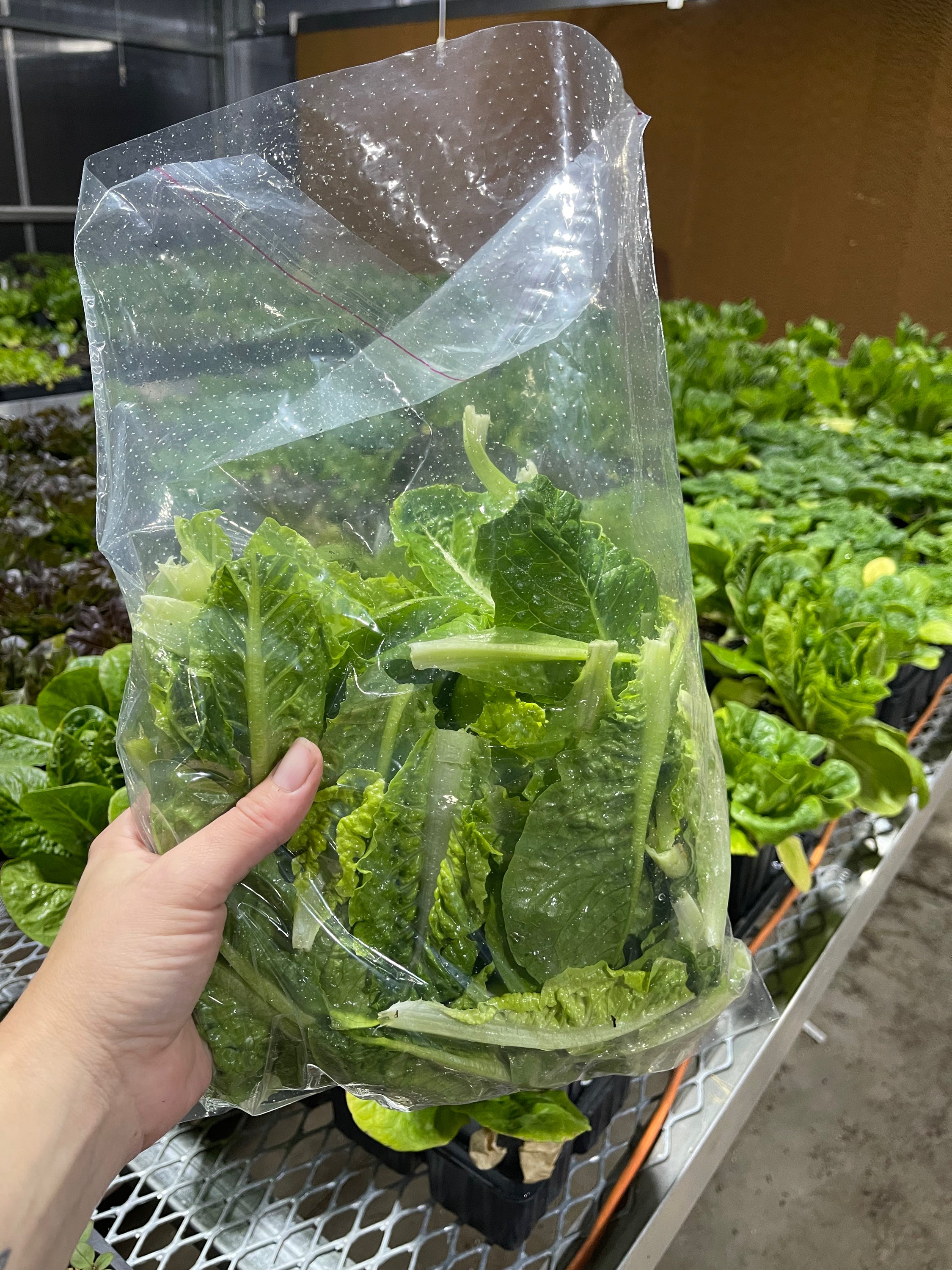 Dragoon Lettuce | Touch of Dutch Farm